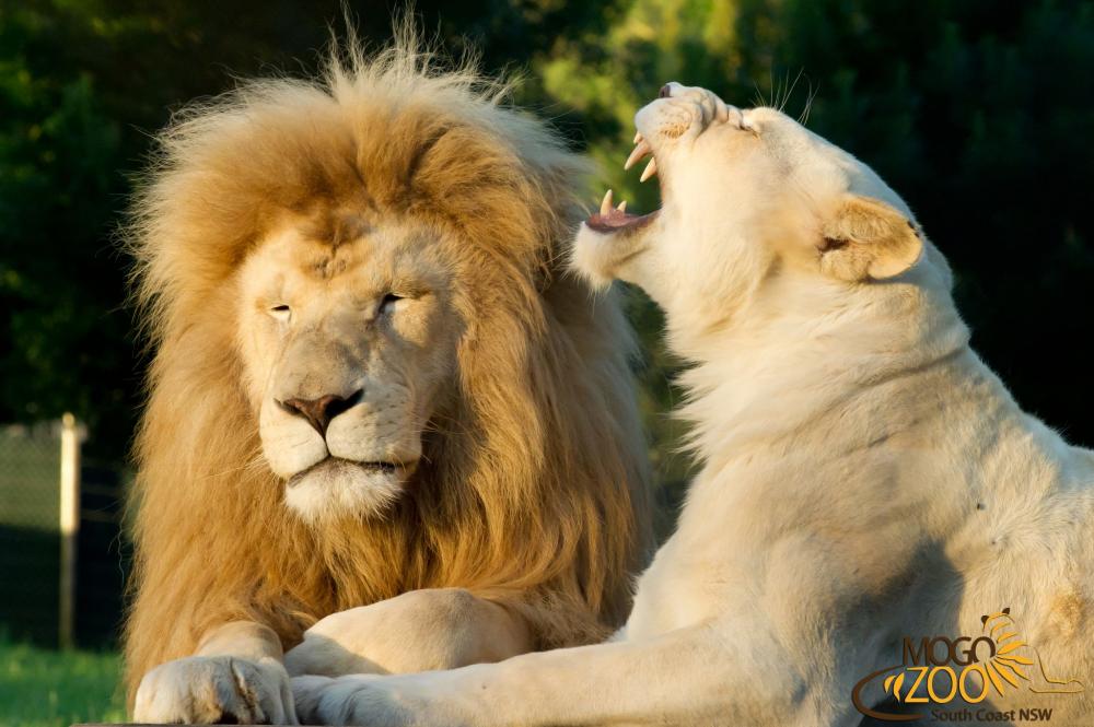 Mogo Zoo by BIG4 Batemans Bay at Easts Riverside Holiday Park Family ...